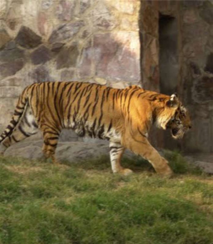 The History of Lahore Zoo - Education News